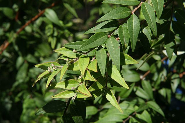 Australian Native Plants For Garden, Love Shade - Luke's Landscaping