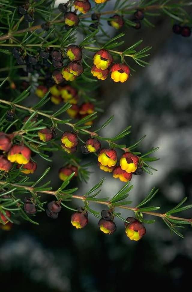 Australian Native Plants For Garden, Love Shade - Luke's Landscaping