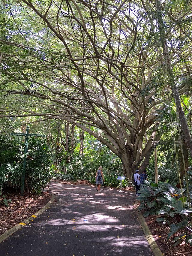 Australian Native Plants For Garden, Love Shade - Luke's Landscaping