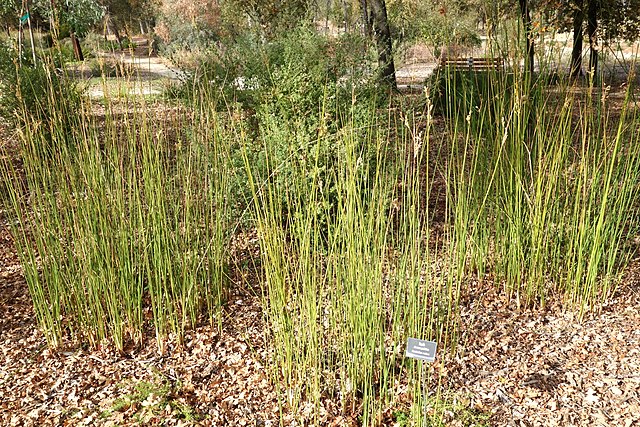 Australian Native Plants For Garden, Love Shade - Luke's Landscaping